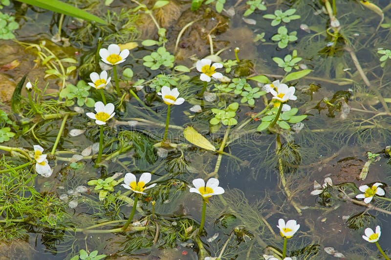 Tiny White Flowers of Common Water Crowfoot Stock Image - Image of wild ...