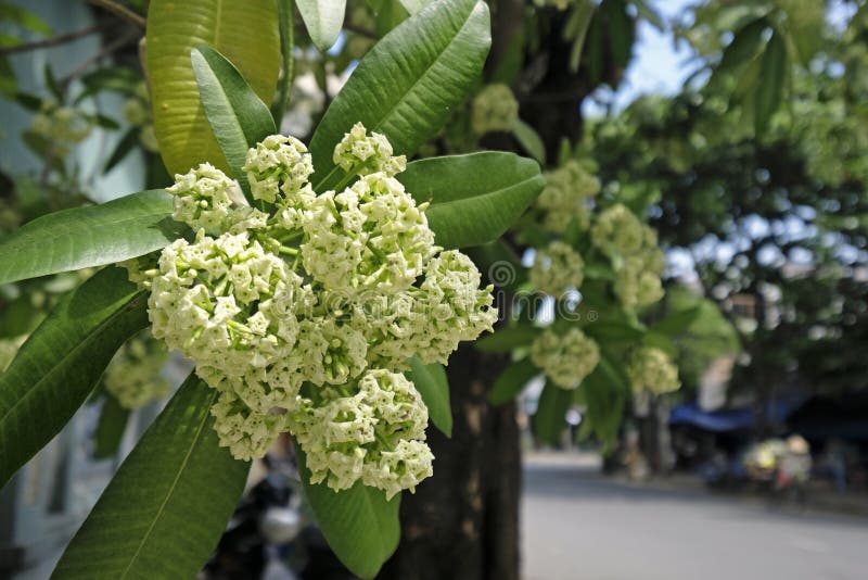 Tiny White Flowers of Devil Tree Stock Image - Image of evergreen, tree ...