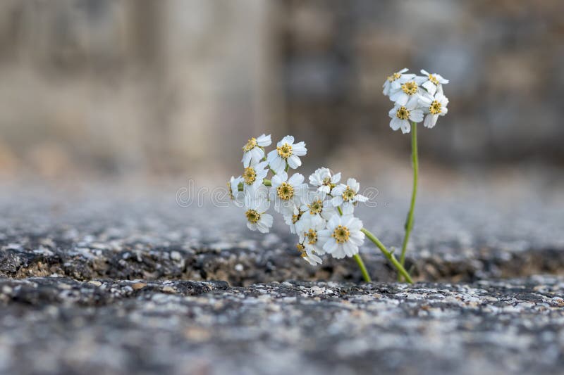 Tiny White Flowers Growing through Concrete Crack Stock Image - Image ...