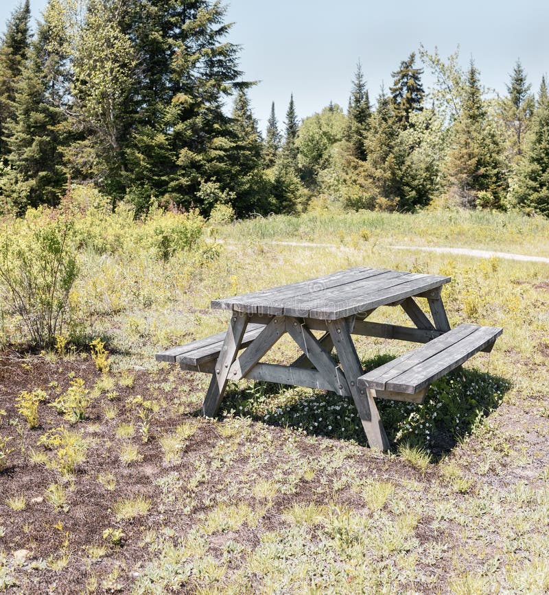 Flowers Growing in the Shade of a Table Stock Photo - Image of nature ...