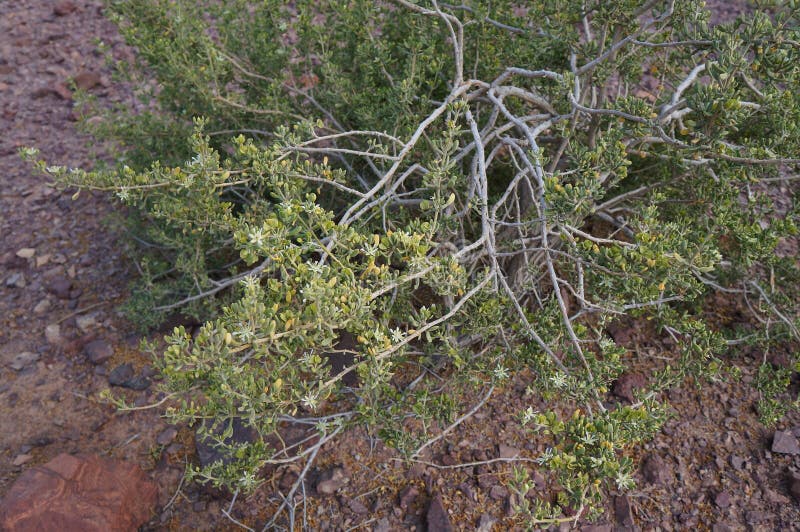 Tiny White Flowers on Nitraria Retusa Desert Tree Stock Image - Image ...