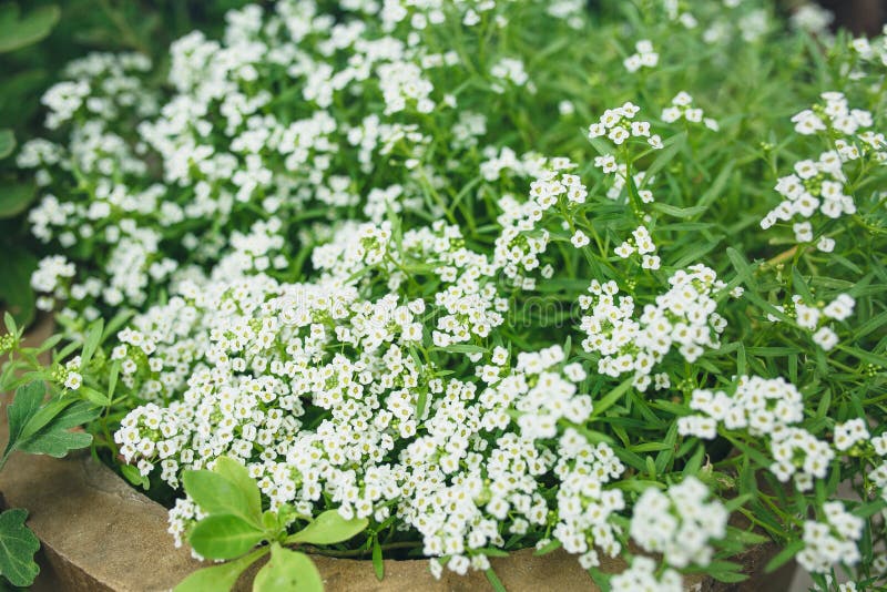 Tiny white flowers stock photo. Image of natural, floral - 104349540