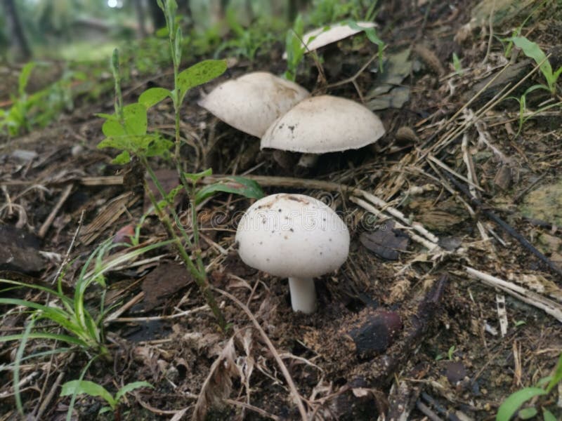 Tiny White Inedible Wild Mushroom Sprouting from the Ground Stock Image ...
