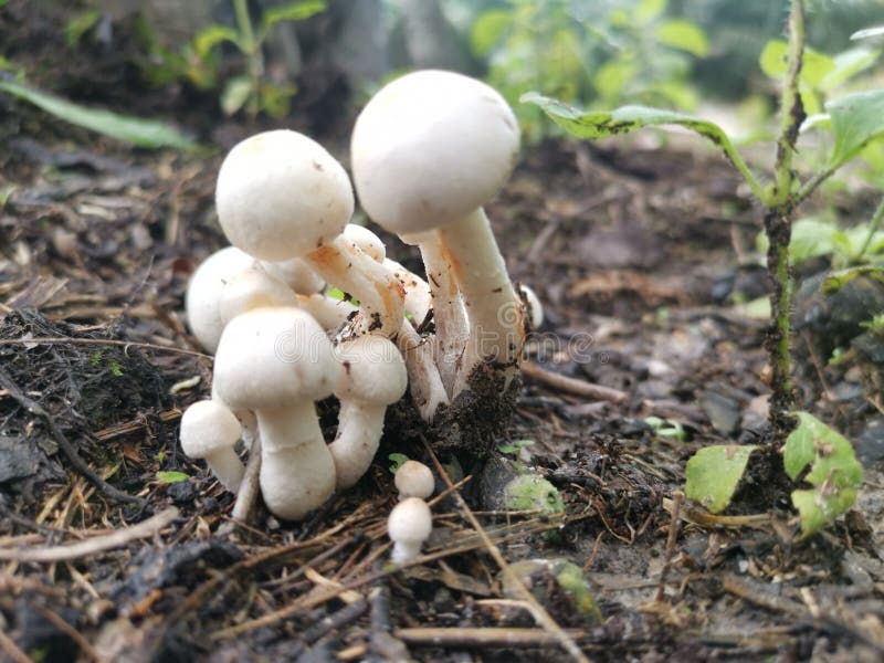 Tiny White Inedible Wild Mushroom Sprouting from the Ground Stock Image ...