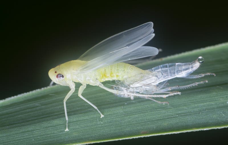 The Tiny White Leafhopper Changing Skin Stock Photo - Image of macro ...