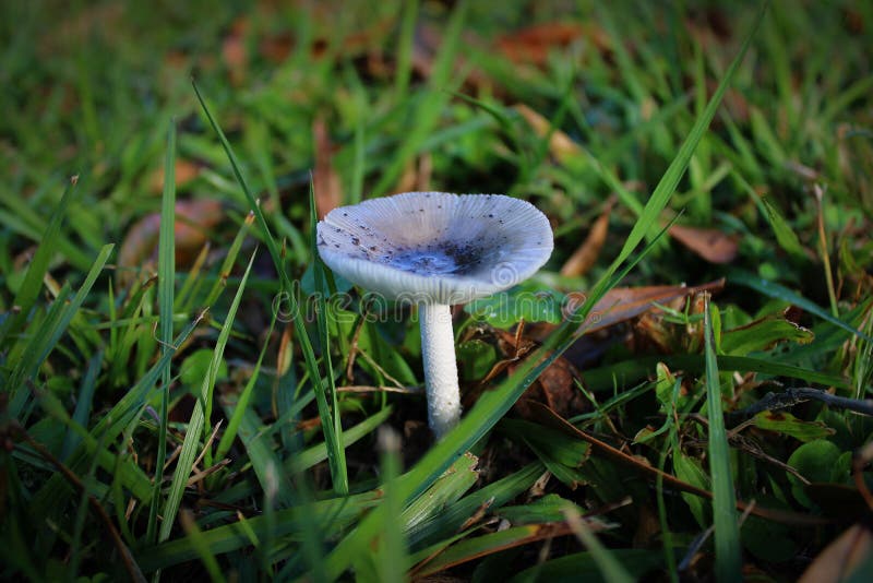 A Mushroom with an Open Cap Stock Image - Image of open, soft: 201305139