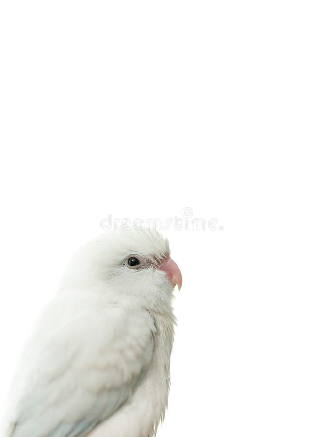 Tiny White Parrot Parakeet Forpus Bird, White Isolation Background ...