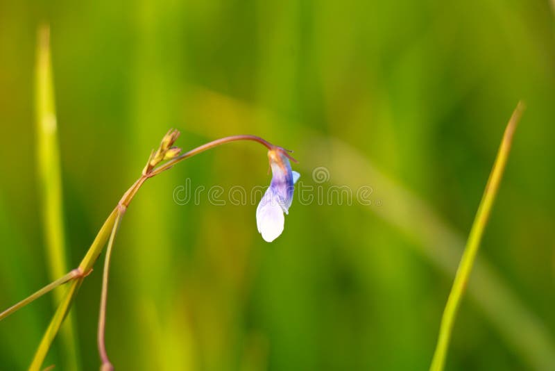 Tiny White and Pink Color Flower of a Weed Plant in the Paddy Field ...