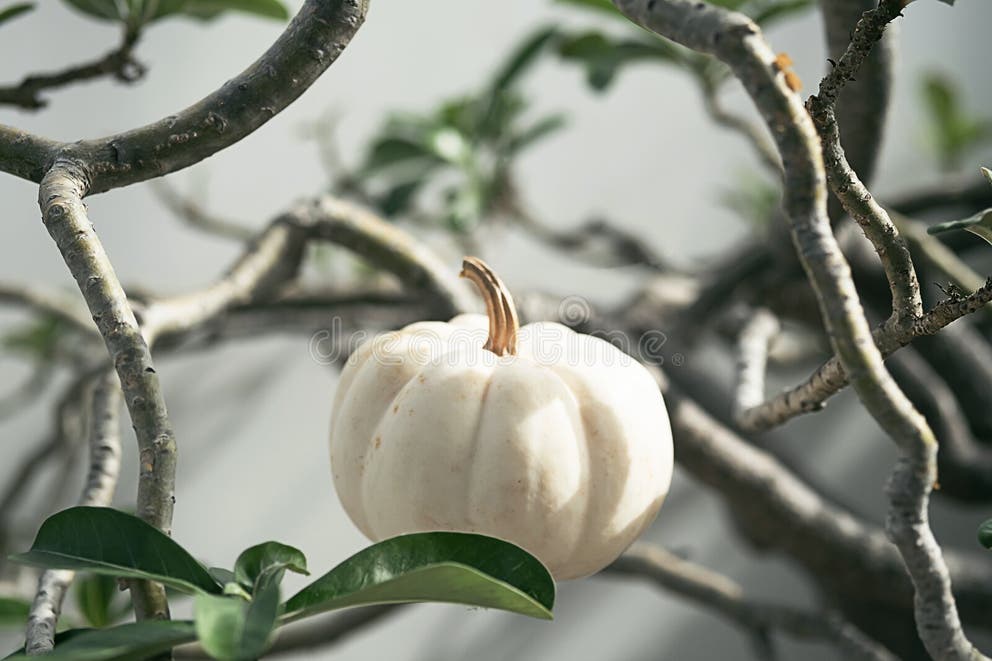 Tiny White Pumpkin among the Tree Branches Stock Image - Image of ...