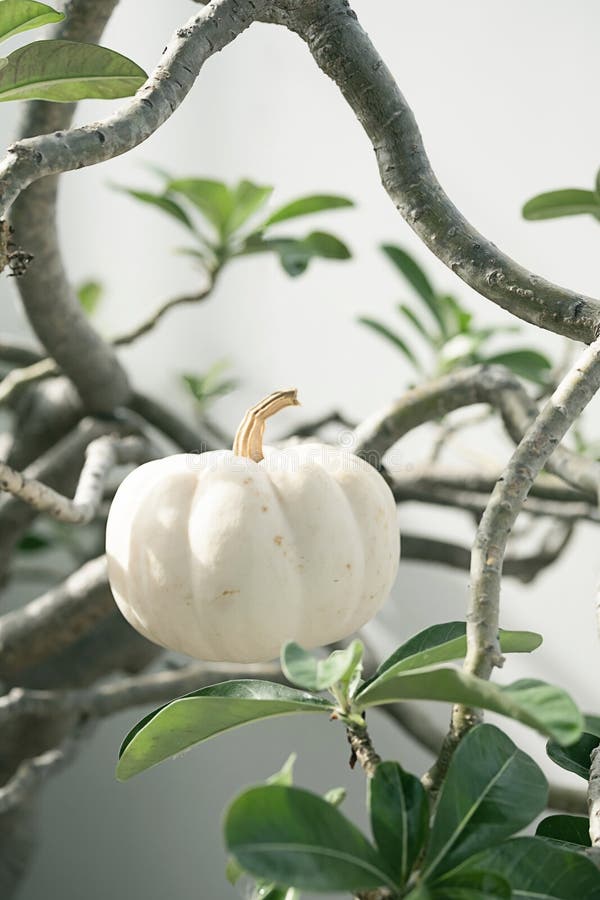 Tiny White Pumpkin among the Tree Branches Stock Image - Image of magic ...