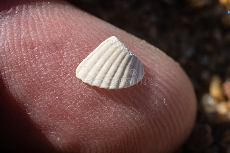 Tiny White Shell Fragment on the Tip of a Finger.. Stock Image - Image ...
