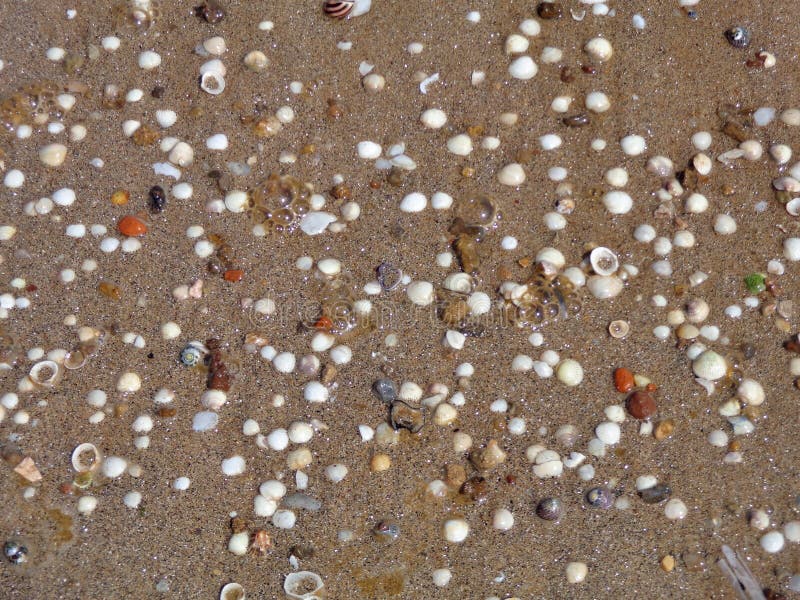 Tiny White Shells Forming a Beautiful Pattern on Wet Sand Stock Image - Image of texture, scenic ...