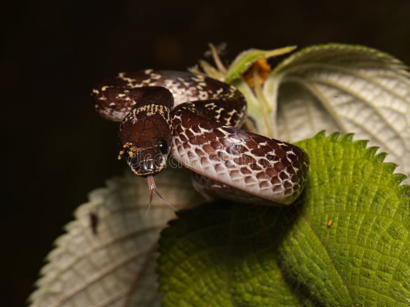 Tiny White-spotted Slug Snake Coiled on a Leaf. Stock Photo - Image of ...