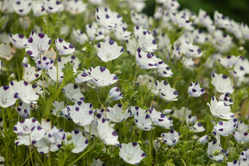 Tiny white spring flowers stock image. Image of bloom - 56048321