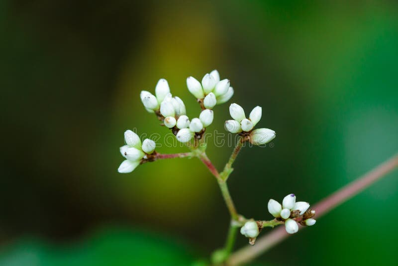 Tiny White Wild Flowers in Beautiful Nature Stock Image - Image of herb ...