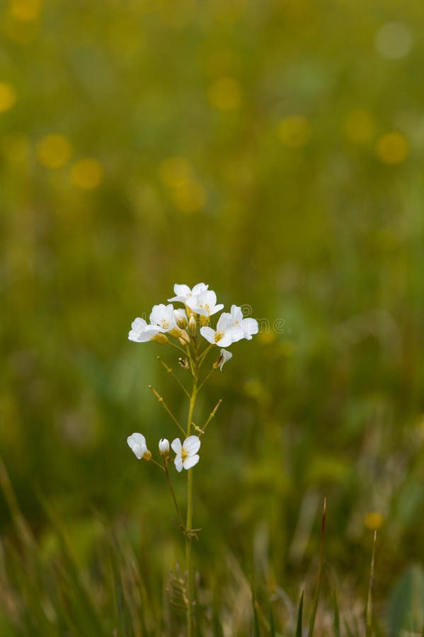 Tiny White Wildflower in Nature Stock Image - Image of sentimental ...