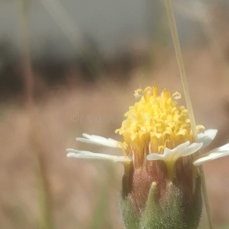 A tiny wild flower stock photo. Image of tiny, branch - 221355420