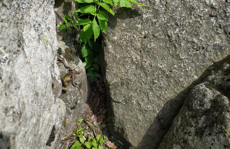 Tiny Wild Lizard Crawling Out from Hiding Under a Rock Stock Photo ...
