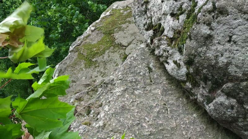 Tiny Wild Lizard Crawling Out from Hiding Under a Rock Stock Video ...