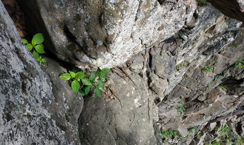Tiny Wild Lizard Crawling Out from Hiding Under a Rock Stock Photo ...