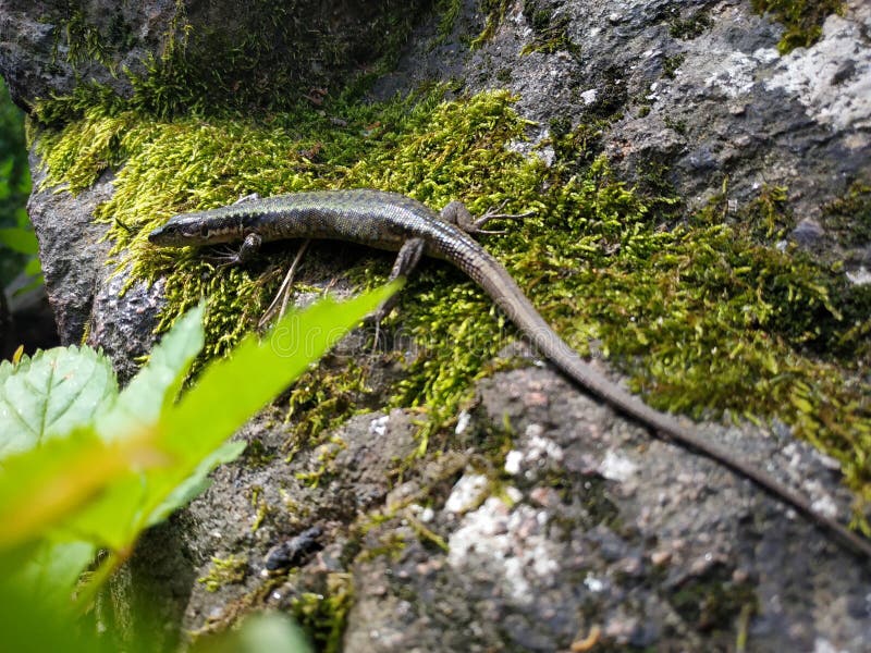 Tiny Wild Lizard Crawling Out from Hiding Under a Rock Stock Photo ...