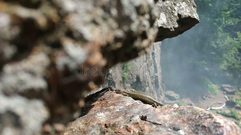 Tiny Wild Lizard Crawling Out from Hiding Under a Rock Stock Video ...