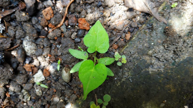 A Tiny Wild Plant with Unique Shapes Stock Photo - Image of green, herb ...