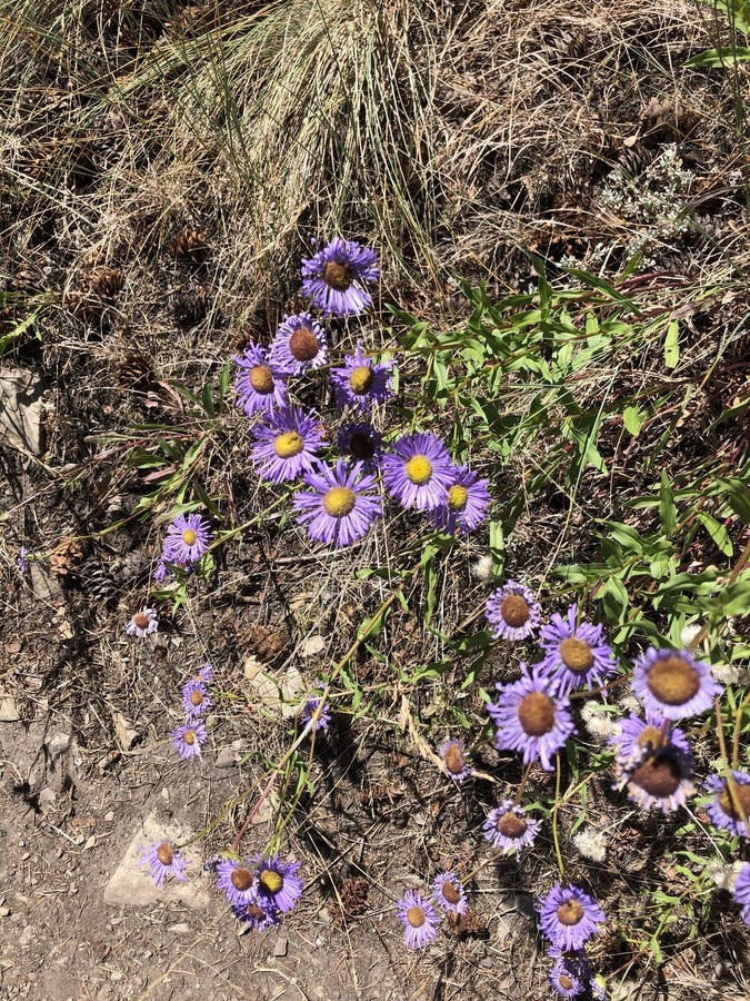 Tiny wild purple daisies stock photo. Image of hills - 284202618