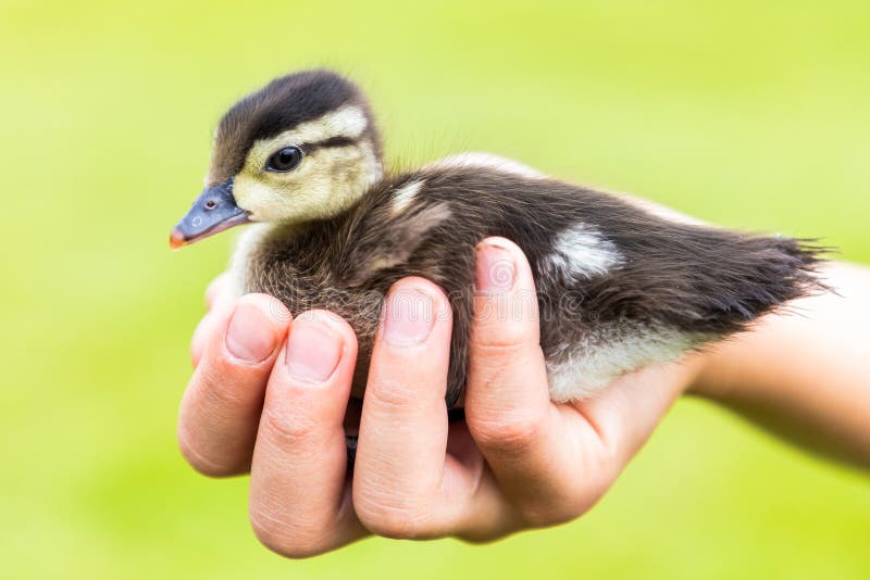A Tiny Wood Duck Duckling stock image. Image of waterfowl - 349509173