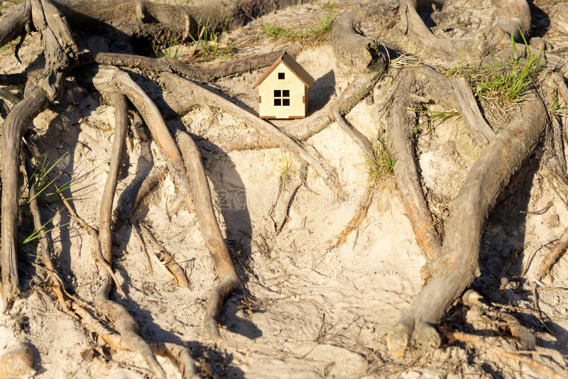 Tiny Wooden House Placed among Large Tree Roots Stock Photo - Image of ...