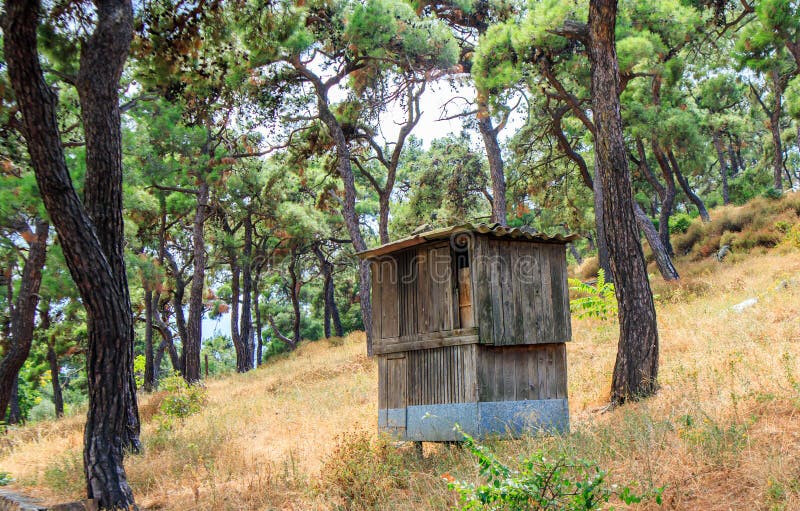 Tiny Wooden Hut between Trees in the Forest in the Daylight Stock Photo ...