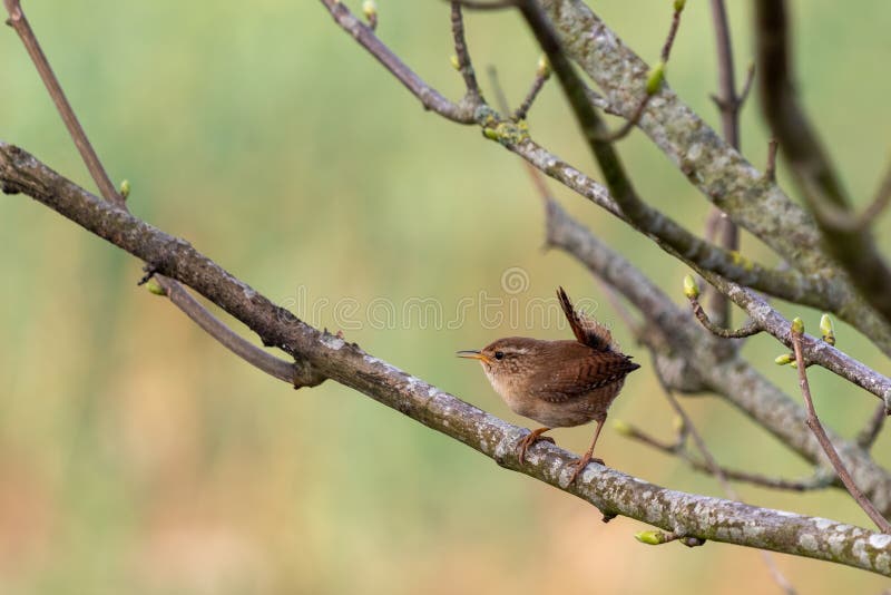 Tiny Wren Perched in a Tree in Springtime Stock Photo - Image of avian ...