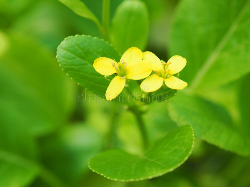 A Tiny Yellow Cabbage Flower on Leaves Background Stock Image - Image ...