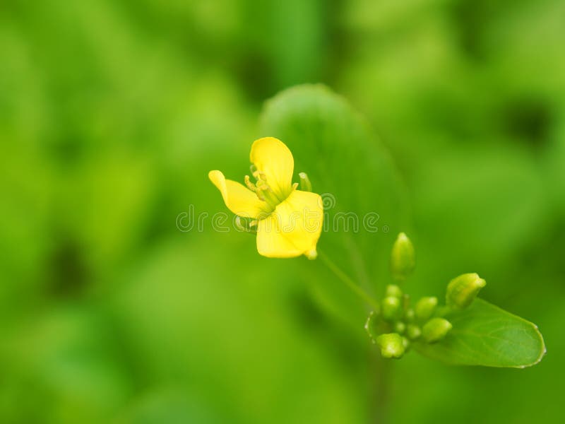 Tiny Yellow Cabbage Flower Sapling in Farm Stock Photo - Image of plant ...