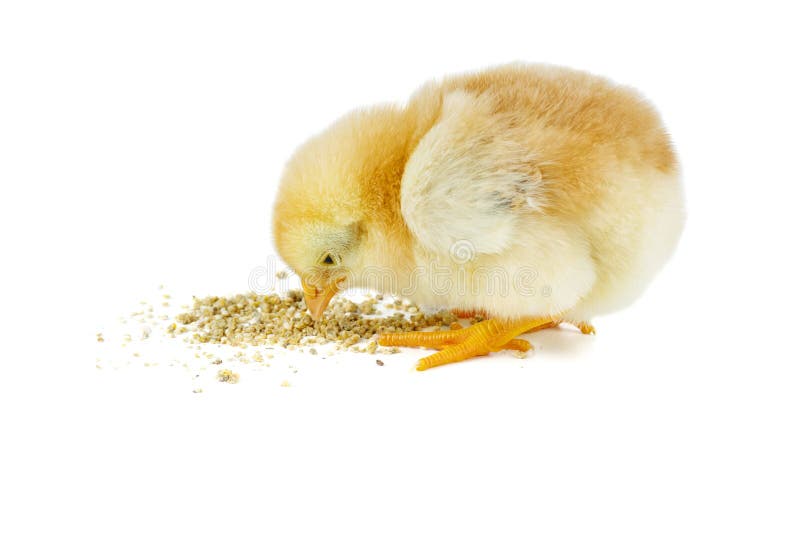 Tiny Yellow Chicken Eat Seeds Stock Image - Image of fluffy, livestock ...