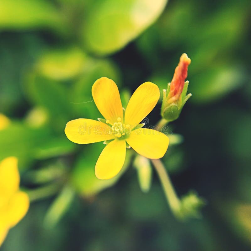 Tiny Yellow Flower with Orange Sprout Stock Photo - Image of yellow ...