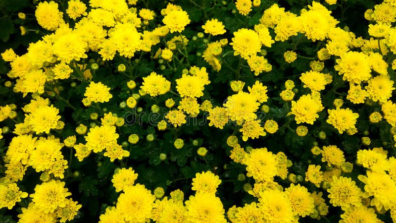 Tiny Yellow Flowerbackground Stock Image - Image of yellow, summer ...