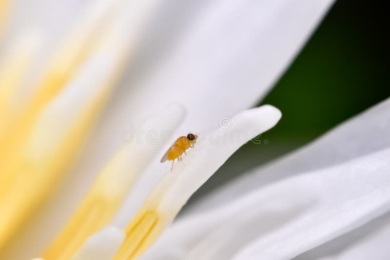 Tiny Yellow Insect is on Lotus Pollen. Stock Photo - Image of tiny ...