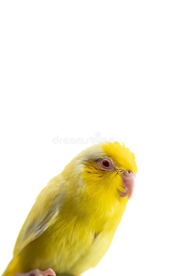 Tiny Yellow Parrot Parakeet Forpus Bird, White Isolation Background ...