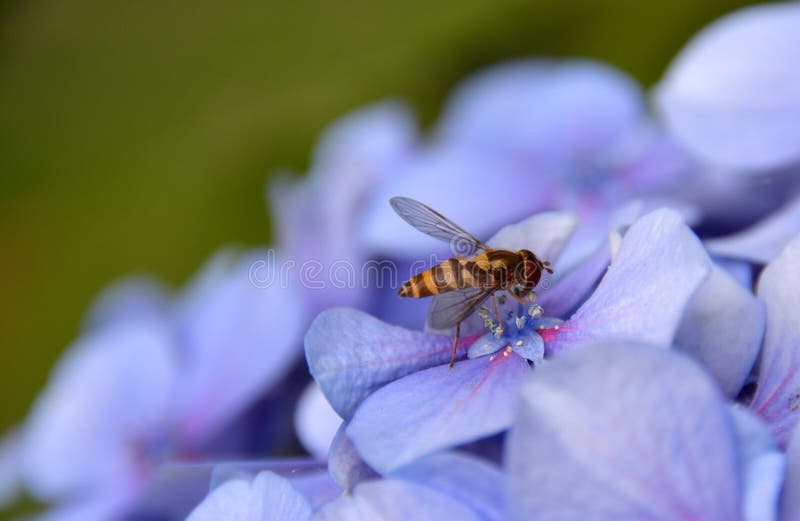 Tiny yellow pollinator stock image. Image of summer - 123687279