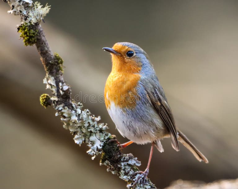 Tiny Yellow Robin Sits on a Branch Stock Photo - Image of perch, sitting: 307379002