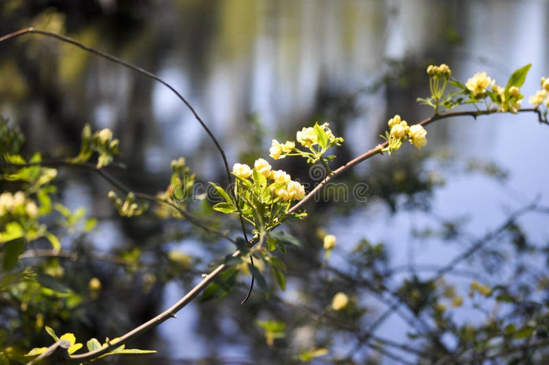 Tiny yellow roses stock photo. Image of growing, blooming - 90221178