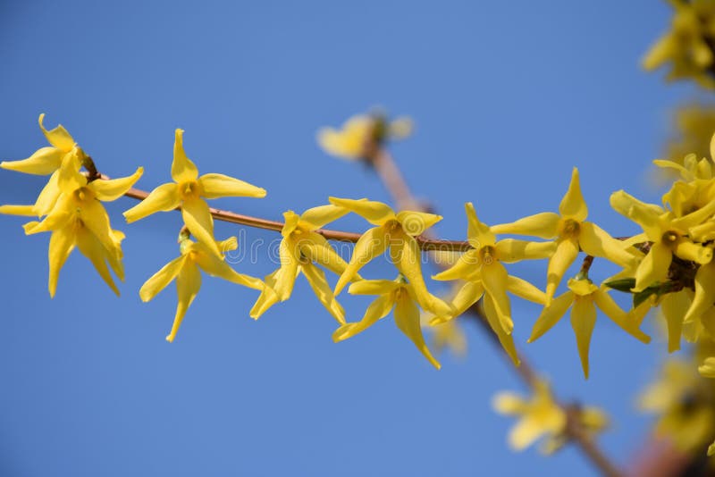 Tiny Yellow Spring Flowers on a Thin Twig Stock Image - Image of color ...