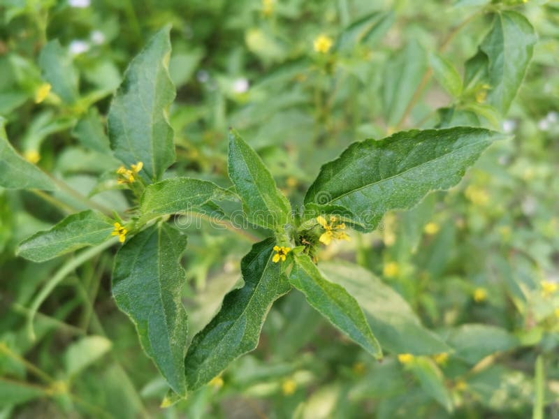 Tiny Yellow Synedrella Nodiflora Weed. Stock Image - Image of horsehern ...