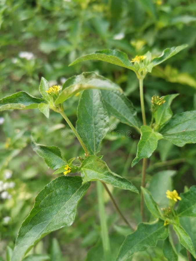 Tiny Yellow Synedrella Nodiflora Weed. Stock Image - Image of ...