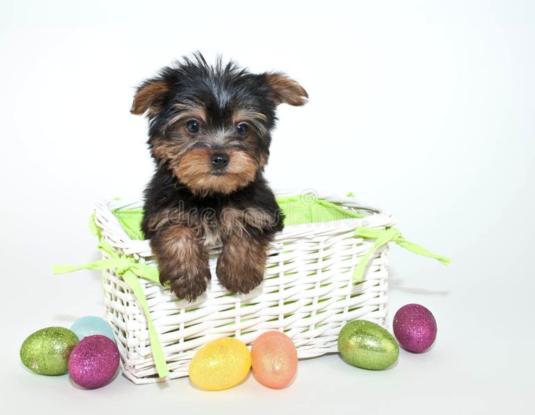 Easter Yorkie Puppy stock photo. Image of basket, canine - 29882244