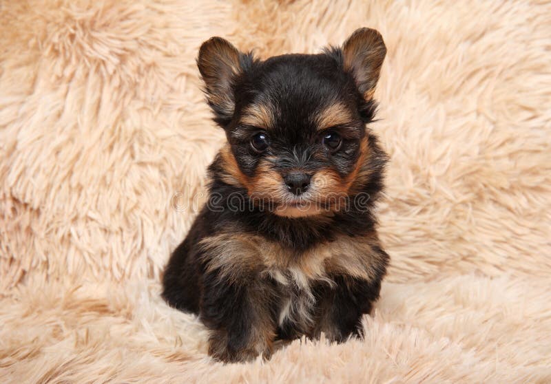 Tiny Yorkshire Terrier Puppy on a Soft Sofa, Front View Stock Image ...