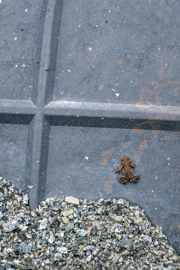 Tiny Young Western Toad on a Protective Culvert on Lost Lake Beach, To ...