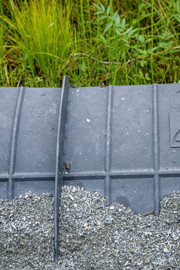 Tiny Young Western Toad on a Protective Culvert on Lost Lake Beach, To ...