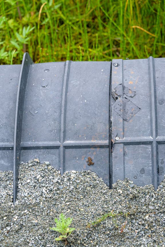 Tiny Young Western Toad on a Protective Culvert on Lost Lake Beach, To ...